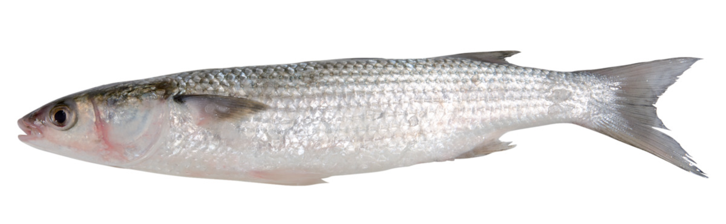 Mulet frais, de la mer Méditerranée, kg