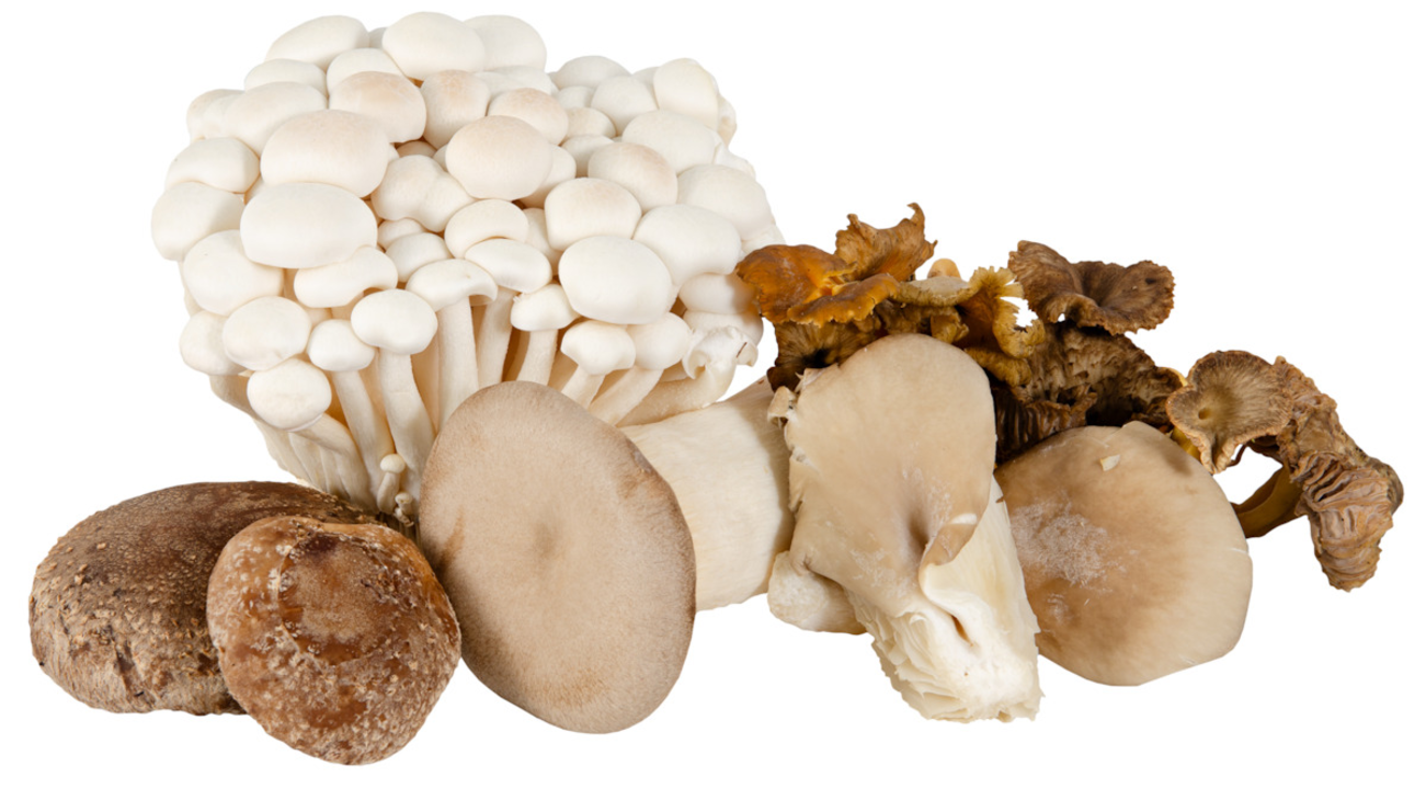 Mélange de champignons, 6 sortes, 1.5 kg