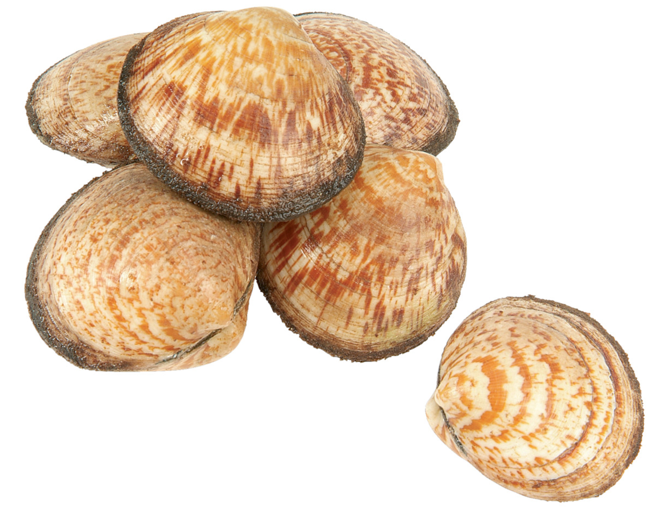 Amandes de mer fraîches, kg